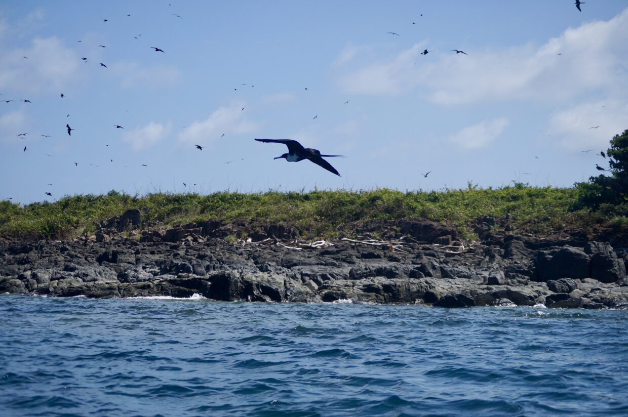 Iguana Island, the Pedasi Wildlife Refuge - Libelulas Pedasi