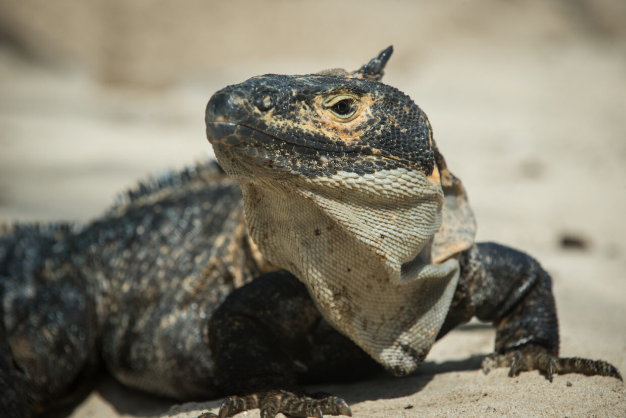 Isla Iguana el Refugio de Vida Silvestre de Pedasí - Libelulas Pedasi