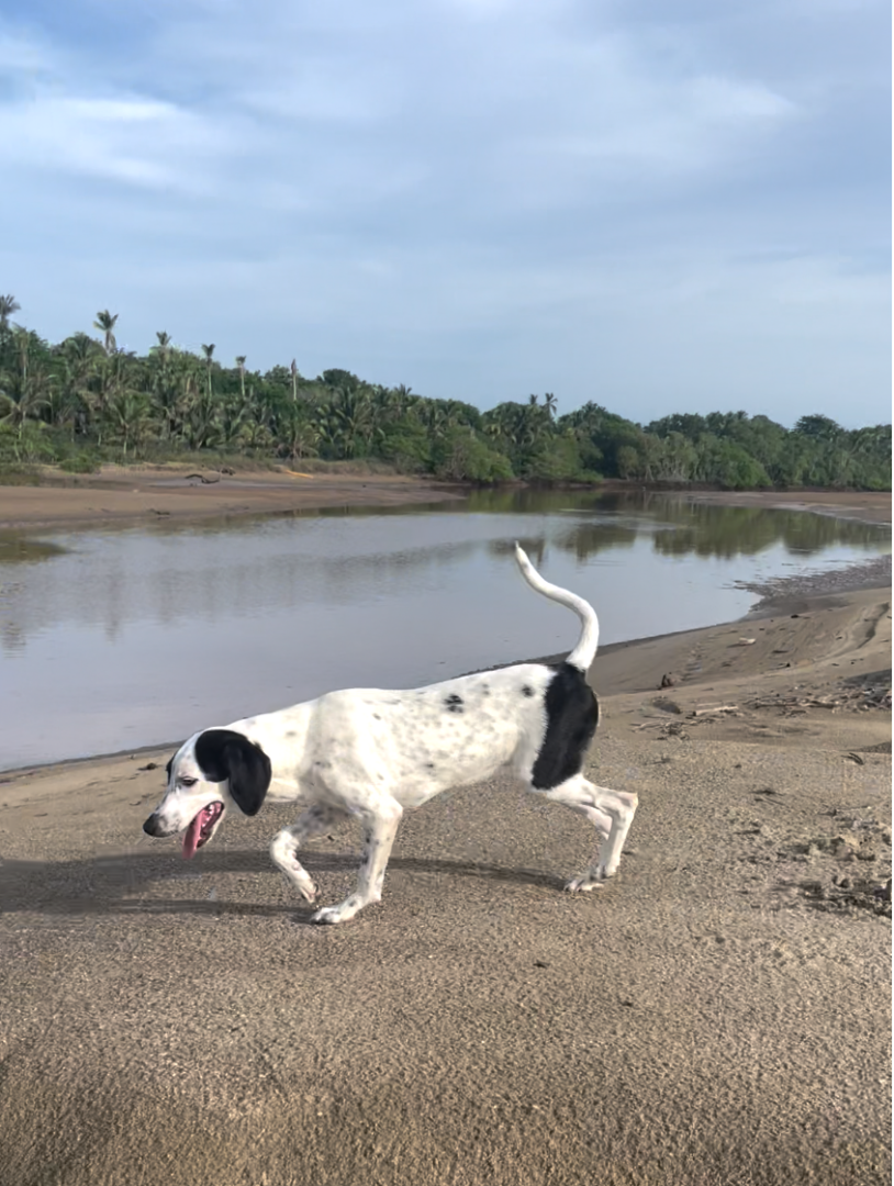 11 Protected Areas in Panama that are located in Azuero (Herrera and ...